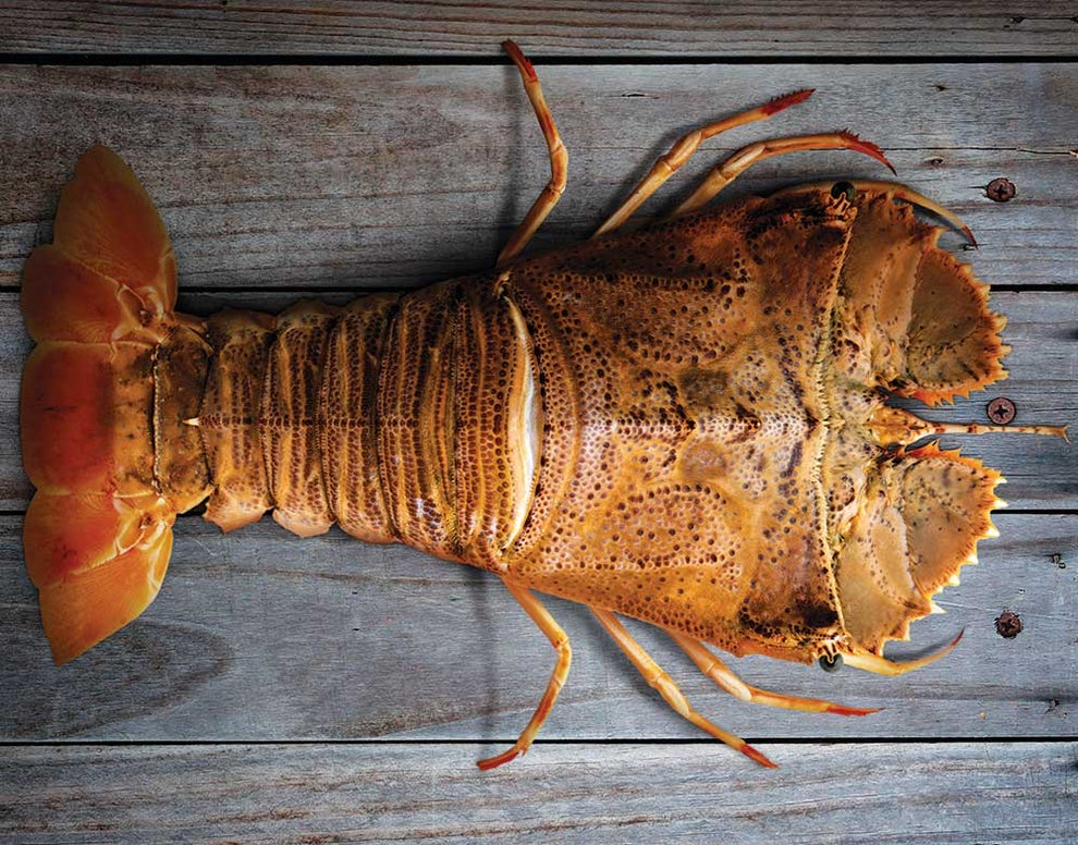 Australian Bug Meat - Frozen (each, 400gm) – Northern Rivers Seafood